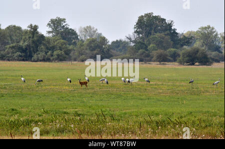 Jerichow, Germany. 29th Aug, 2019. Cranes and a deer graze together ...