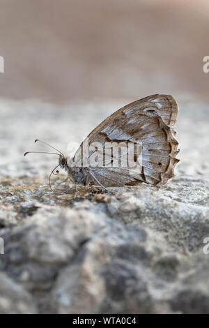 Hipparchia fidia, Striped Grayling Butterfly with copy space and a ...