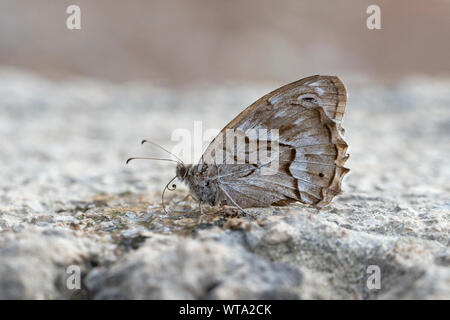 Striped grayling (Hipparchia fidia) butterfly, on Lantana Camara ...