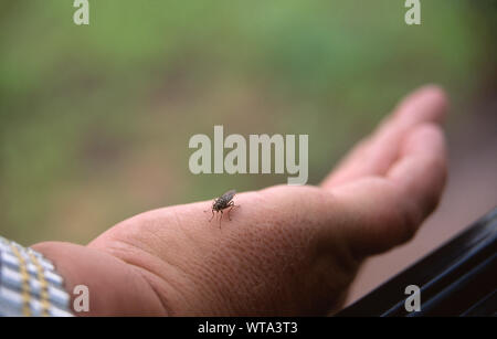 Tsetse fly (Glossina morsitans) biting a human, vector of ...