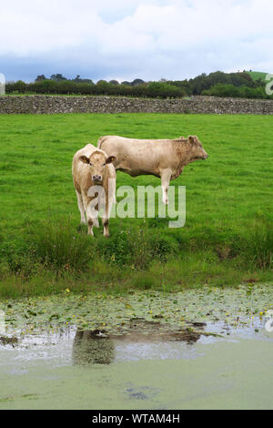 The Lancaster Canal at Crooklands, Cumbria, England UK Stock Photo - Alamy