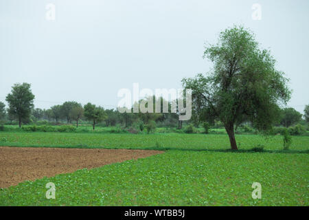 A single tree and a wide lush valley (Valle del Paine), Torres del ...