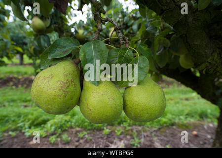 ripe conference pears in a dutch orchard Stock Photo - Alamy