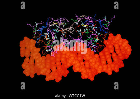 Computer Generated Diagram of DNA and Protein Molecules Stock Photo - Alamy