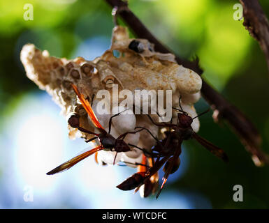 Social Paper Wasp Nest Belonogaster juncea Taken In Nkuu Ndoo Village ...