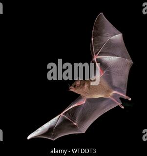Fringe-lipped Bat (Trachops cirrhosus) two hanging upside down, Guyana ...