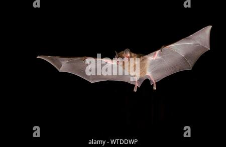 Fringe-lipped Bat (Trachops cirrhosus) three hanging upside-down in ...