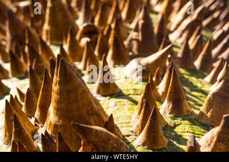 Close up of the spikes on the trunk of a Floss Silk tree (Ceiba ...