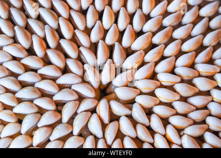 A collection of "money cowrie" shells, used as currency on some Pacific ...