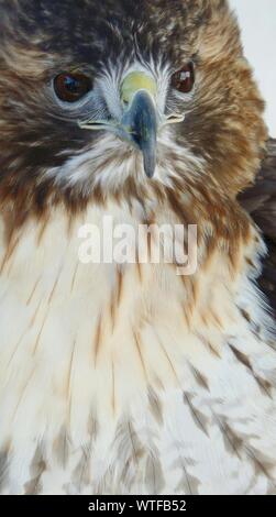 close up of red-tailed hawk Stock Photo - Alamy