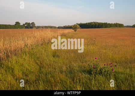 Grassland on farmland Tiszaalpar Kinkunsag National Park Hungary May ...