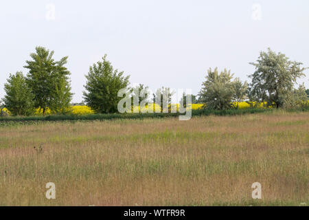 Puszta grassland and Oleaster Elaeagnus angustifolia near Tiszaalpar ...
