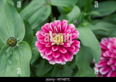 Zinnia Zahara Double Raspberry Ripple Stock Photo - Alamy