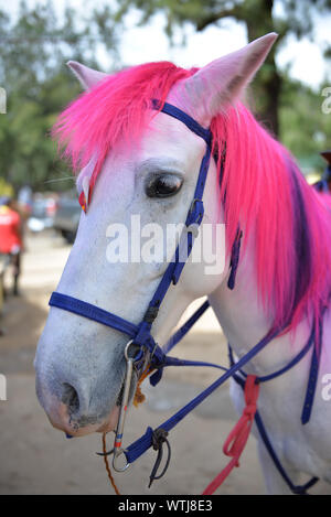 The pink horse hair Stock Photo - Alamy