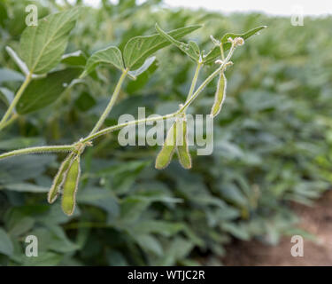Soybean plant at R6 growth stage with seed pod damage from insect ...