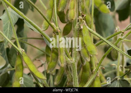 Soybean plant at R6 growth stage with seed pod damage from insect ...