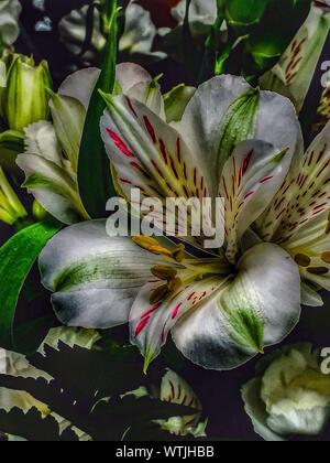 A close up view of Alstroemeria flower against a home background ...