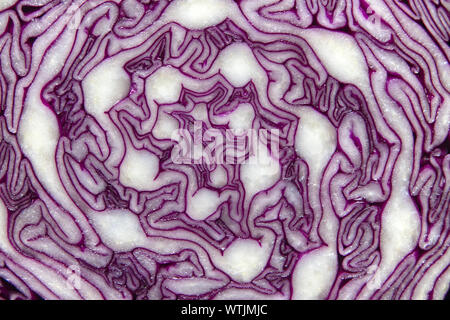 Red cabbage close up Stock Photo - Alamy