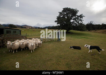 New Zealand Shepherd, sheep and dog Stock Photo - Alamy