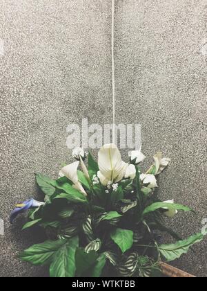 Flowers in the corner Stock Photo - Alamy