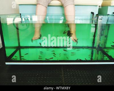 Fish eating dead skin off feet, Siem Reap, Cambodia (MR Stock Photo - Alamy