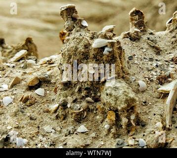 Broken seashells on sand at beach, Hobart, Tasmania, Australia Stock ...