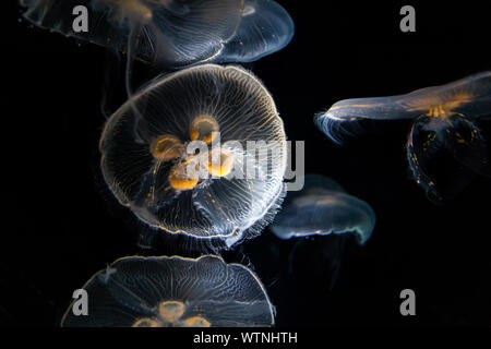 Deep sea jellyfish with transparent body floating in dark water Stock ...