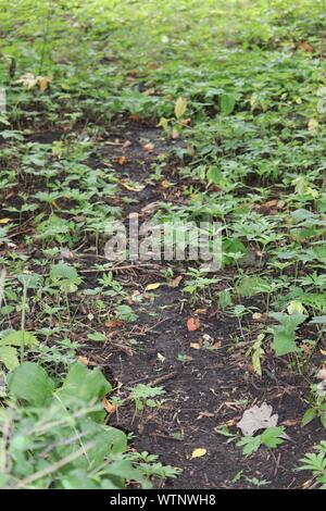 Deer path through the woods Stock Photo - Alamy