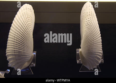 Different types of marine life from Atlantic ocean in Newfoundland ...