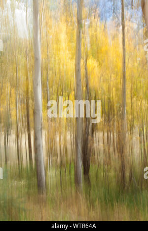 A fall image of a stand of aspen trees with their leaves turning the ...
