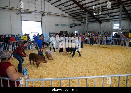 Fond du Lac Youth Animal Pig show 2019 Stock Photo - Alamy