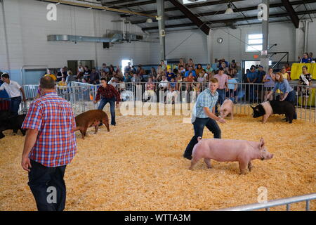 Fond du Lac Youth Animal Pig show 2019 Stock Photo - Alamy