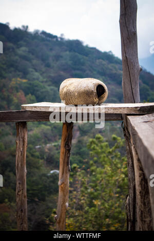 Taxidermy armadillo shell Stock Photo - Alamy
