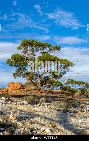 Western Australian Gimlet (Eucalyptus Salubris) trees forming a tunnel ...