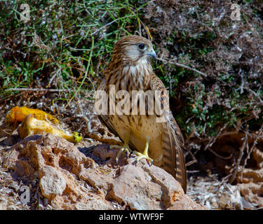 sparrow hawk is hunter in the nature Stock Photo - Alamy