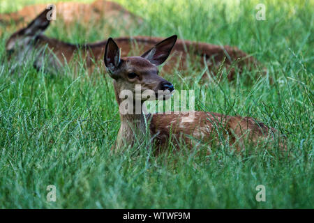 Roe Deer, Capreolus capreolus. Except for Central and Sound Europe ...