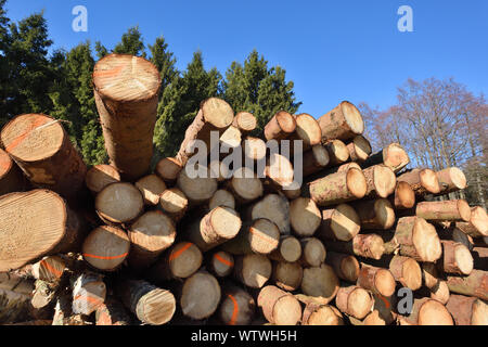 Freshly cut pine tree logs in forest outdoors Stock Photo - Alamy