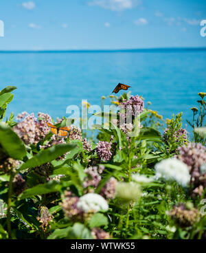 Beautiful monarch butterflies flying in green garden Stock Photo - Alamy