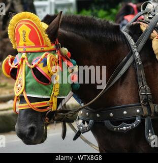 Horse with blinders Stock Photo - Alamy