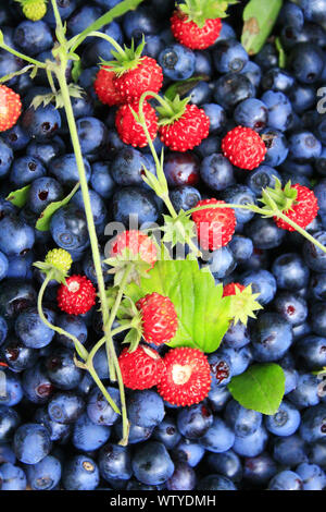 Crop of red ripe strawberries collected in two plastic crates on wooden ...
