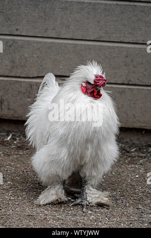 Beautiful male rooster isolated on white background. Close-up Stock ...