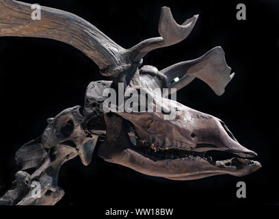 Skeleton of Giant deer Megaloceros giganteus (Blumenbach, 1799 ...