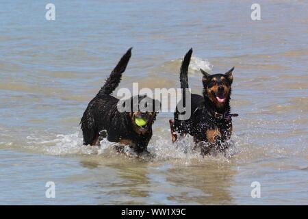 Kelpie dog playing in the water on the beach at Beachmere, Queensland ...
