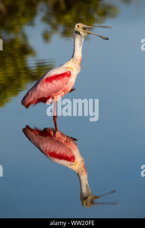 SPOONBILL WITH REFLECTION Stock Photo - Alamy