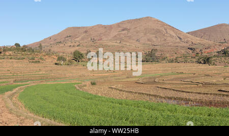 Agricultural fields in Madagascar, food for the local people Stock ...
