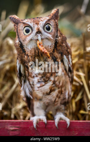An eastern screech owl eating chicken Stock Photo - Alamy