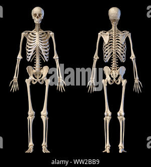 Human Anatomy full body male skeleton. Three views. Perspective Front ...