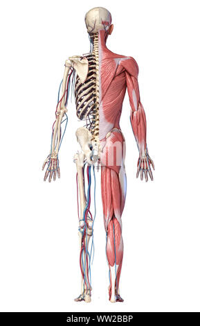 Human Anatomy full body skeletal, muscular and cardiovascular systems ...