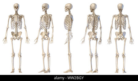 Human Anatomy full body male skeleton. Three views. Perspective Front ...