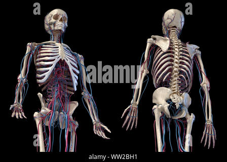 Front and back perspective views of upper body human skeleton, black ...